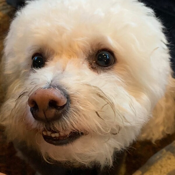 Troll Finger Puppet - Etsy