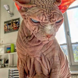 Demi Moore Signed Photo Authentic Autograph With COA - Etsy UK