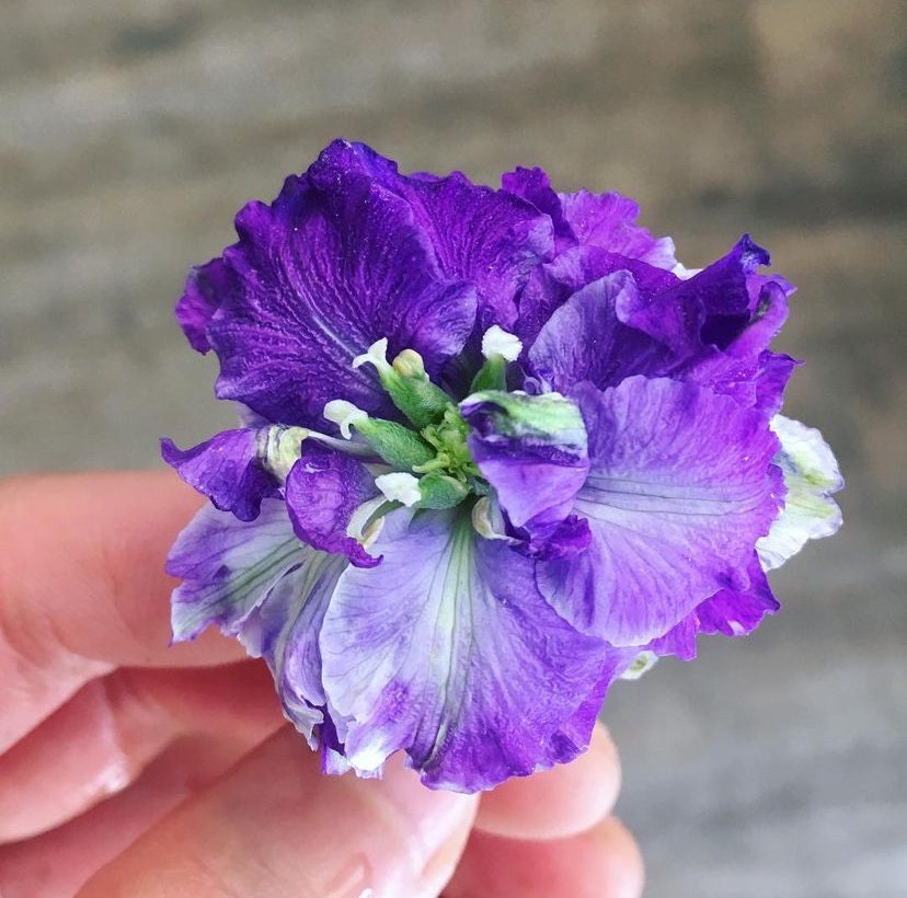 SAKURAbloomDesign - Etsy