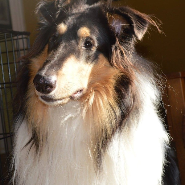 Crow Dog, Professionally Restored Large Photograph of Vintage Native ...