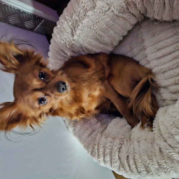 Antique Gold Metal Coins, 30mm, of Value 15 for Board Games, Role ...