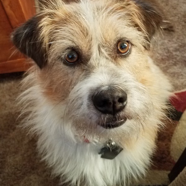 Ehfar Semi-permanent Tattoo set of 2 - Etsy