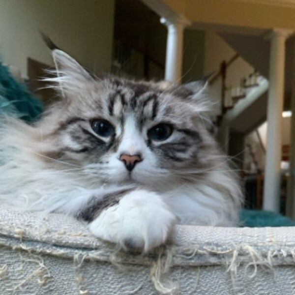 Alva Lorenz Keychain IDV Sad Meme - Etsy