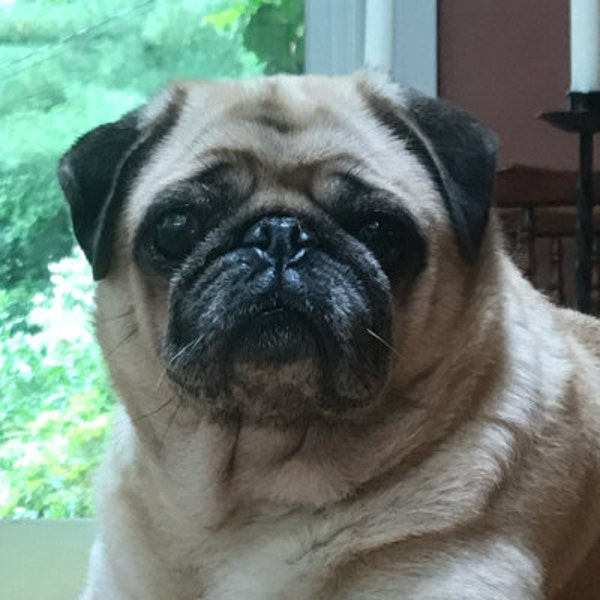 Nancy the English Cocker Spaniel With Tennis Ball - Etsy