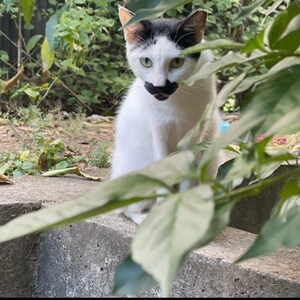 Vintage Tubular Chrome Ginger Orange Corduroy Cushioned Sling Lounge ...