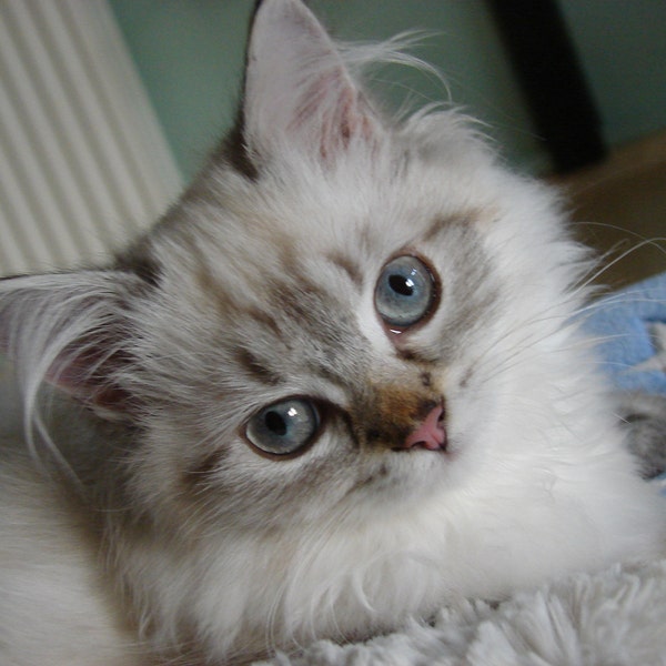 QUILT BLOCK EMBROIDERY Background 5 background Onlyfits a 5x5, 6x6, 7x7 ...