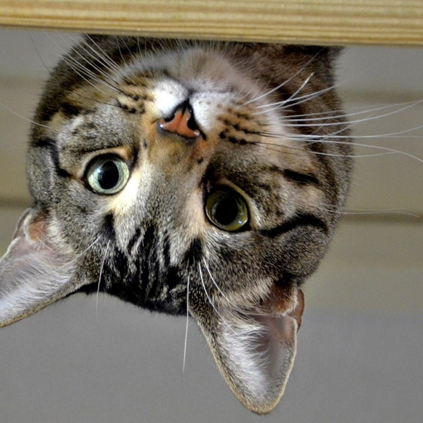 Happy Birthday Lab Card, Chocolate Lab Cards, Birthday Cards for Him ...