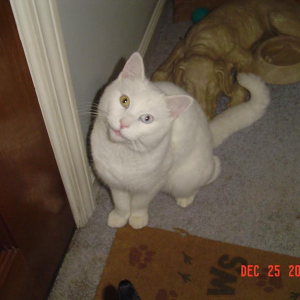 3d Printed Script Emblem Badge for Mazda Miata - Etsy