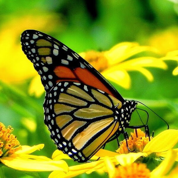 Pyrex Compass Snack Server Dish, Pyrex Compass Divided Baking Dish With ...