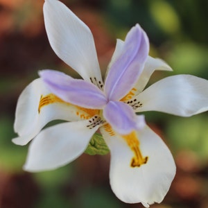 Isaac Allerton Family Mayflower Certificates Pilgrims Families ...