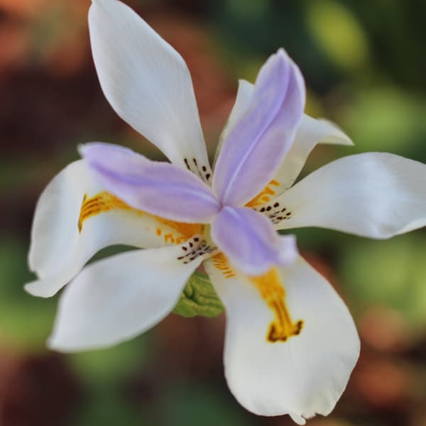 Isaac Allerton Family Mayflower Certificates Pilgrims Families ...