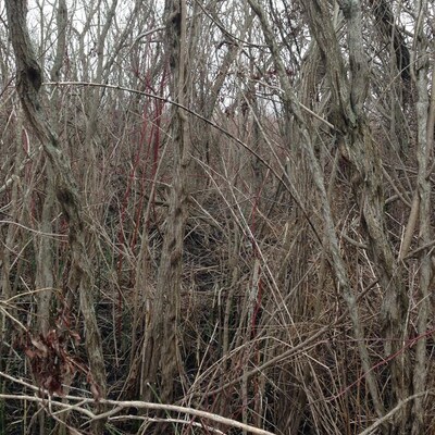 Diamond Willows's favorite items - Etsy