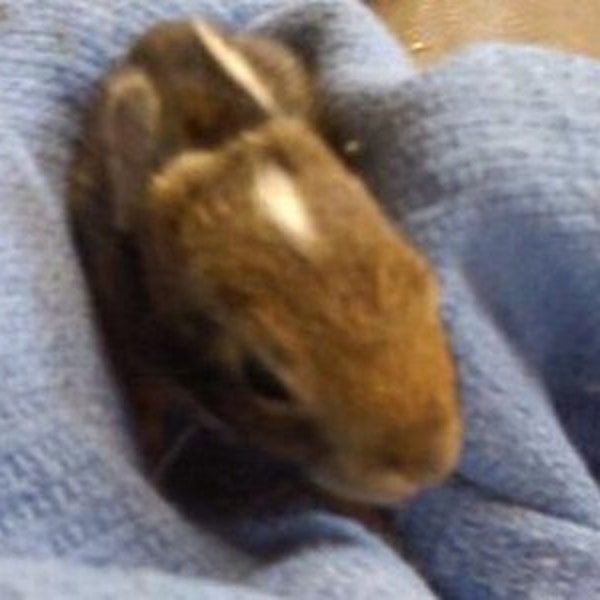 Right-hand Phrase Enders, Court Reporter Student, Steno School, Steno ...