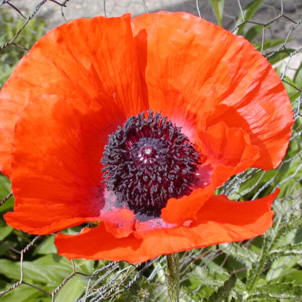 Vintage 1970s Simplicity 6044 Sewing Pattern Size 10 Bust 32.5 or Size ...