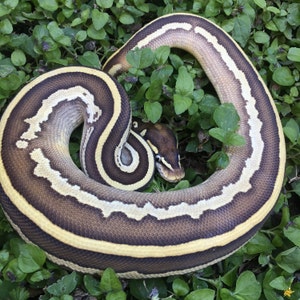 Ethereal Cereal, Surf, Beach, Surfing, Skate, Skateboard, Adventure ...