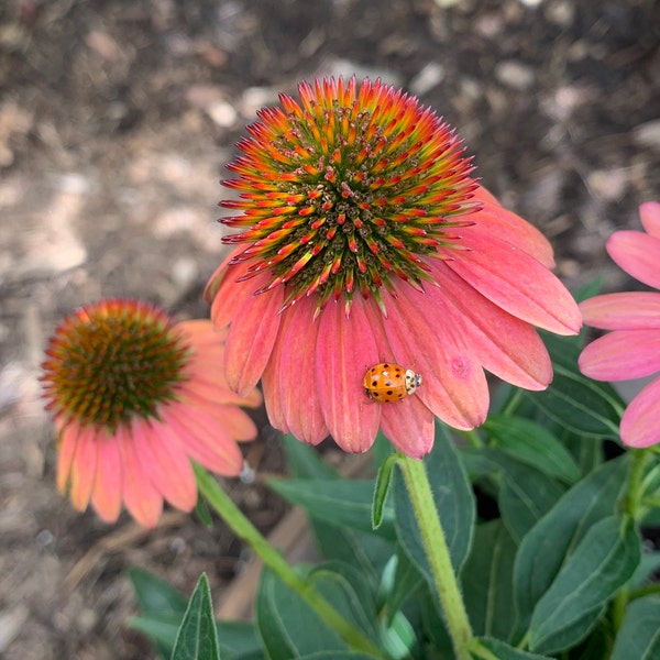 Take Wing Paper Piecing Pattern PDF Format - Etsy Canada