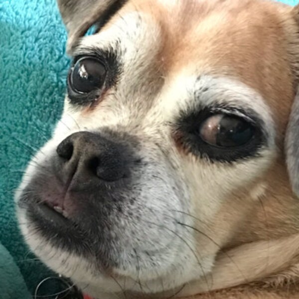 New York Button Gift Set of 4 Iconic New York City Pins 1.25 Inches ...