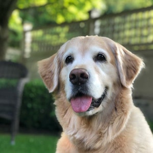 The Orchid, Galaxy Collection by E.E. Schenck Company, Cotton Print ...