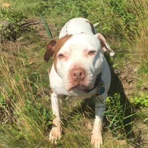 Congrats Graduation Centerpieces, Graduate Cut Outs, Party Gift, Custom ...