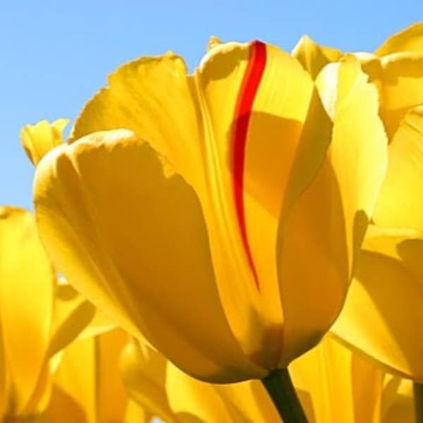 Getting Drunk Loading SVG Cutting Files Beer Digital Clip Art, Beer SVG ...