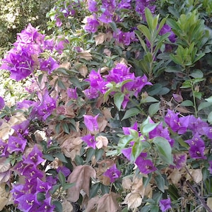 DIY 3D Paper Cells Models, 3D Paper Animal Cell, Paper Plant Cell ...