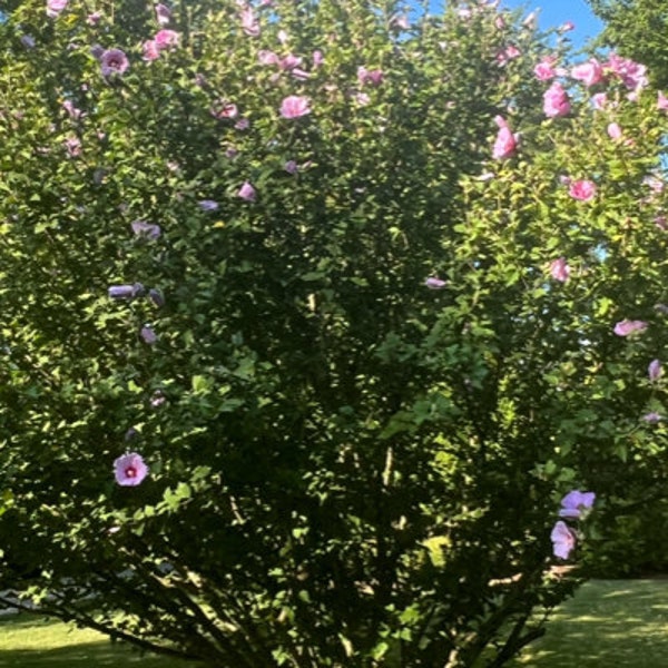 Starfish Headband Under the Sea Ocean Beach Theme Birthday Party Favors ...