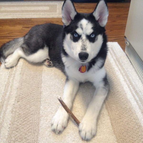 Siberian Husky Dog Sticker, Die Cut Vinyl, Water Bottle, Laptop, Phone ...