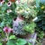 3 Lily of the Valley Fully Developed Pips - Etsy