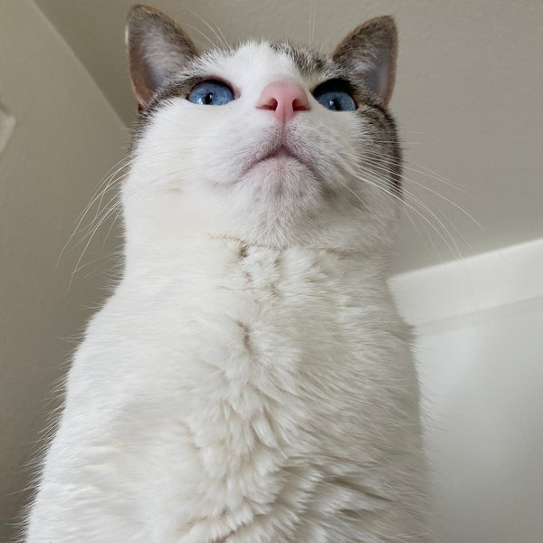 Pastel Goth Rainbow Sprinkles Choker, Kawaii Decoden Drip Choker ...