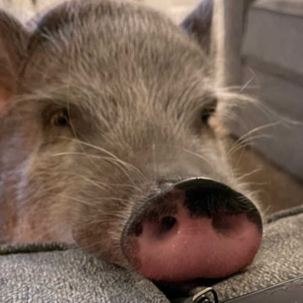 Water Splash Svg, Water Ripple Svg, Water Splash Dxf, Water Splash Png ...