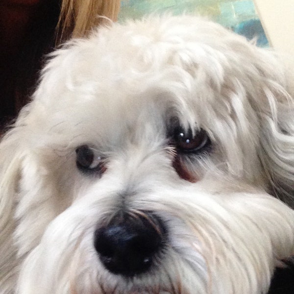 Baseball Dad Shirt, Part-time Warm up Partner Pitching Machine Baseball Critic Full-time Dad ...