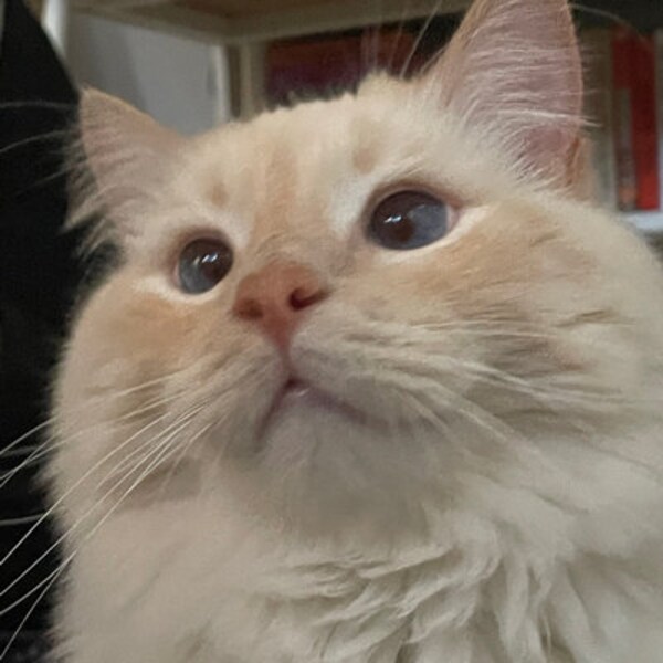 Beaded Raspberry Earrings With Gold or Silver Huggie 3D Handmade Glass ...