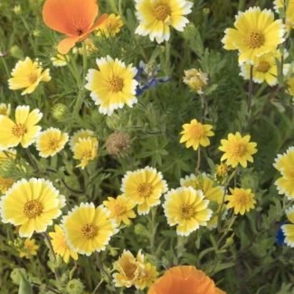 Clean 1950s Era Scottish Rite Long Beach Ritual Cap Size 6 7 8th - Etsy