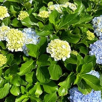 Corona Extra Tumbler Wrap - Etsy