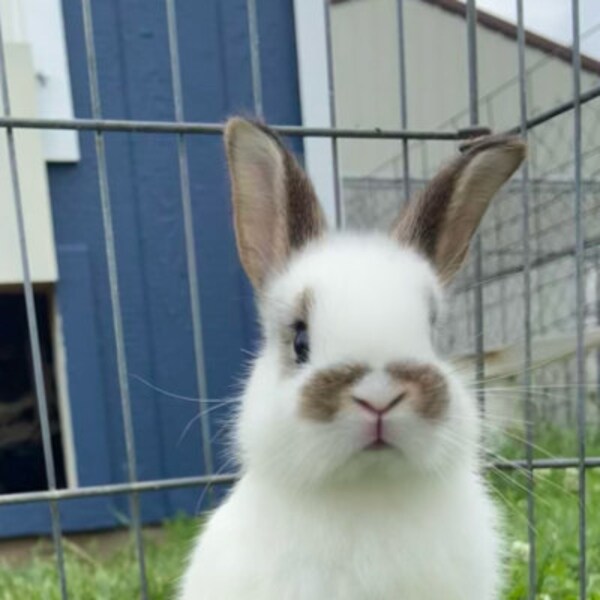 Female Parrots// Bird Diaper Flight Suit 2meters Leash Cockatiel ...