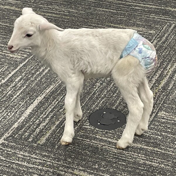 Order of the Eastern Letters and Star 2x4, 3x6, 3x8, 4x10, and 5x12 ...