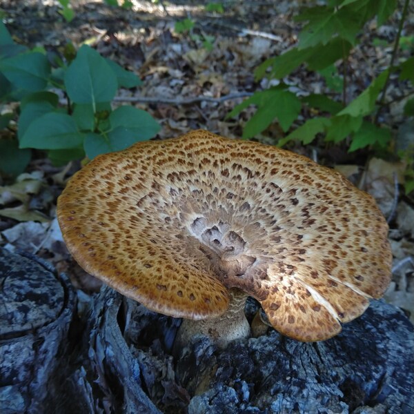 Live2d Full Body Vampire Vtuber Model Adoptable - Etsy