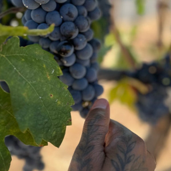 Fruit Loop Madness Soy Wax Candle - Etsy