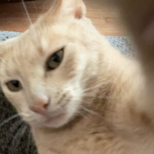 Studio Ghibli Soot Spirit Beaded Keychain - Etsy