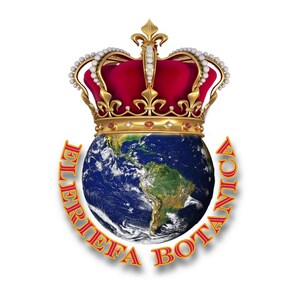 Hierba Fina Llerva Fina - Etsy