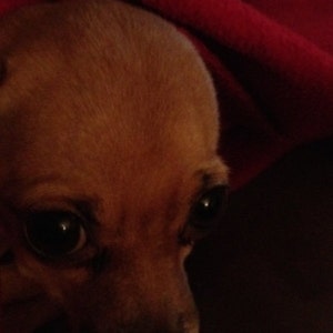 BIPAP Quick Reference Guide - Etsy