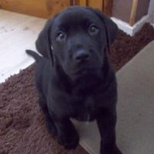 Knit Your Own White Blood Cell basophil pdf Knitting Pattern - Etsy