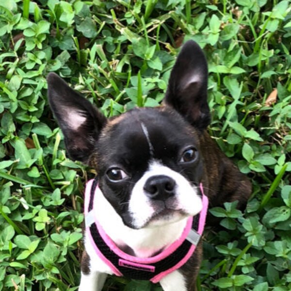 Thieves Cleaner SVG Essential Oils SVG Thieves Cleaner Labels SVG ...