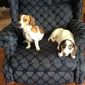 Dog Show Training Stack Box Toy Adult Size Stack Training 20 X 12 ...