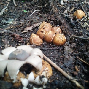 Lava Lamp Keychains Acrylic Keychain Waterproof Retro Nostalgia Happy ...