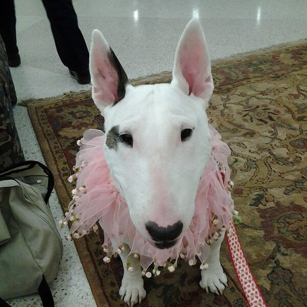 Personalized Fish Mug, Tripletail Mug, Fishing Mug, Fish Coffee Mug ...