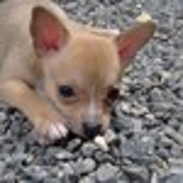 Three-tier Christmas Tree Instruction and Pattern PDF - Etsy