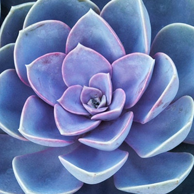 Hannah Allard's favorite items - Etsy