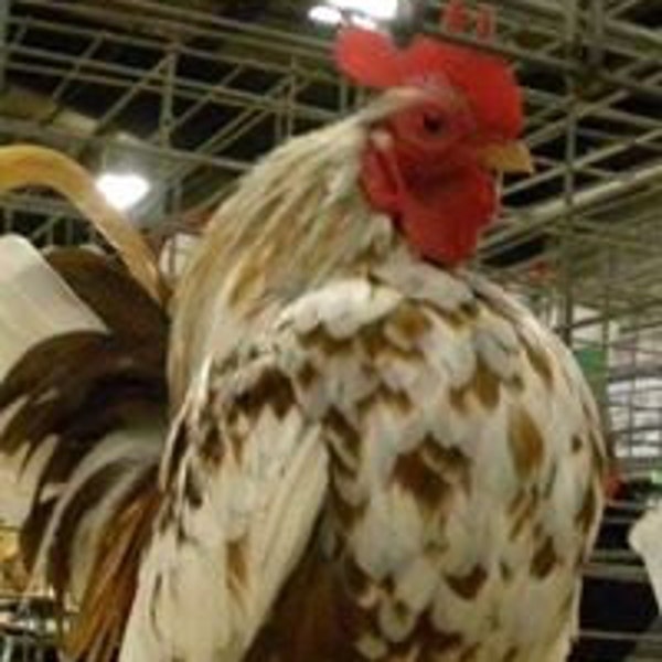 Whelping Box, Weaning Box, Medium, Puppy Pen - Etsy