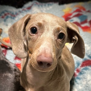 Bunkhouse Decor - Etsy